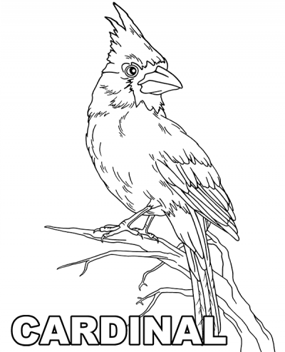 Bird cardinal coloring page to print