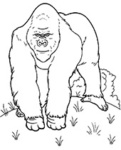 African animals coloring pages to print