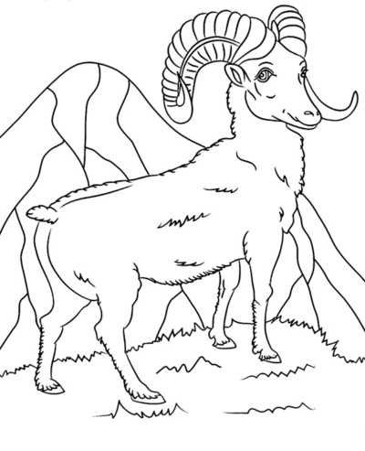 Bighorn sheep coloring page