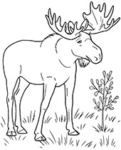 North American animal coloring pages
