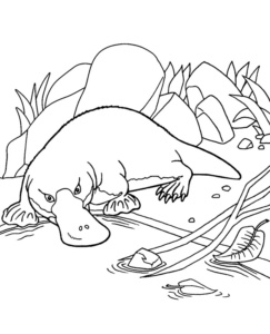 Platypus coloring page Australian animal