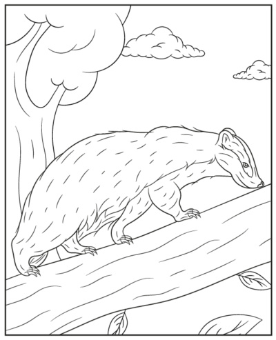Badger coloring page sheet